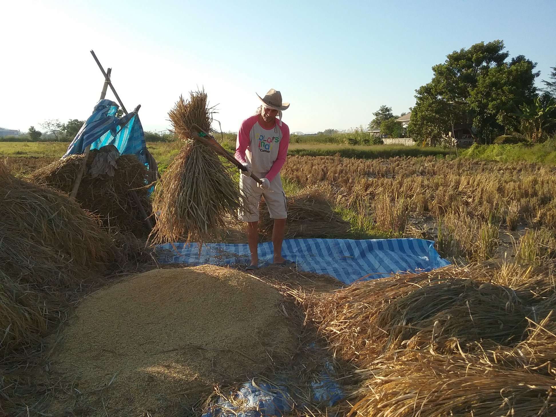 Reisernte auf traditionelle Art – Peach and Fritz in Thailand